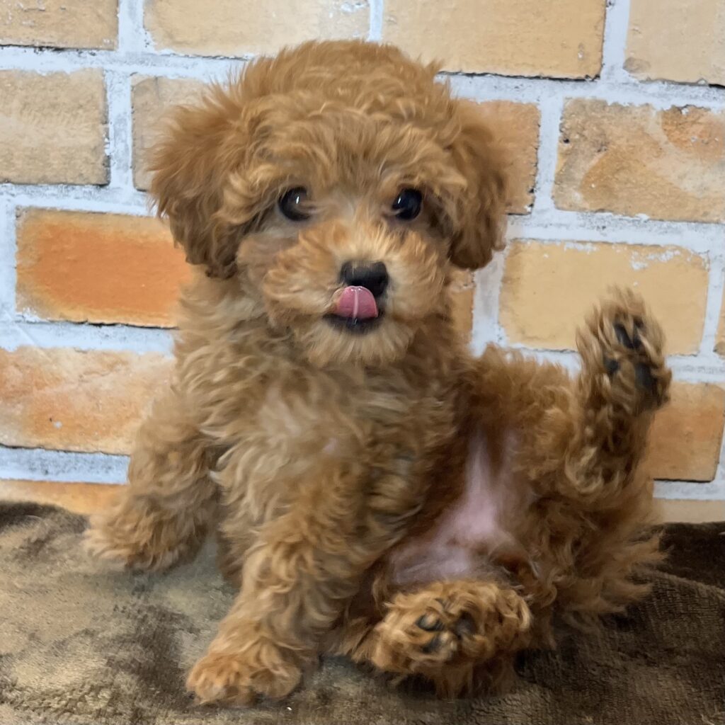 K9ZOO - 延岡南店